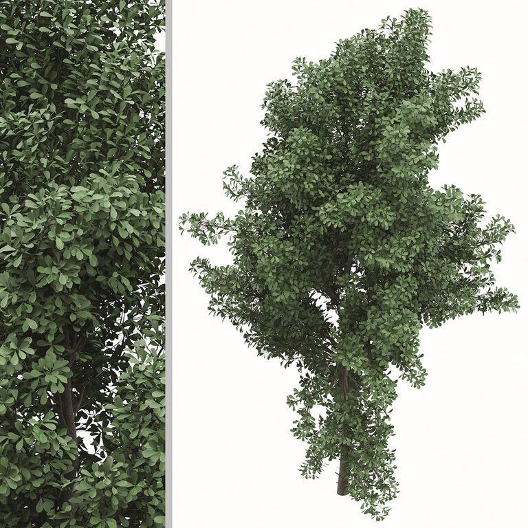 Set of Terminalia Mantaly Tree (Madagascar Almond) (2 Trees) (157645 ...