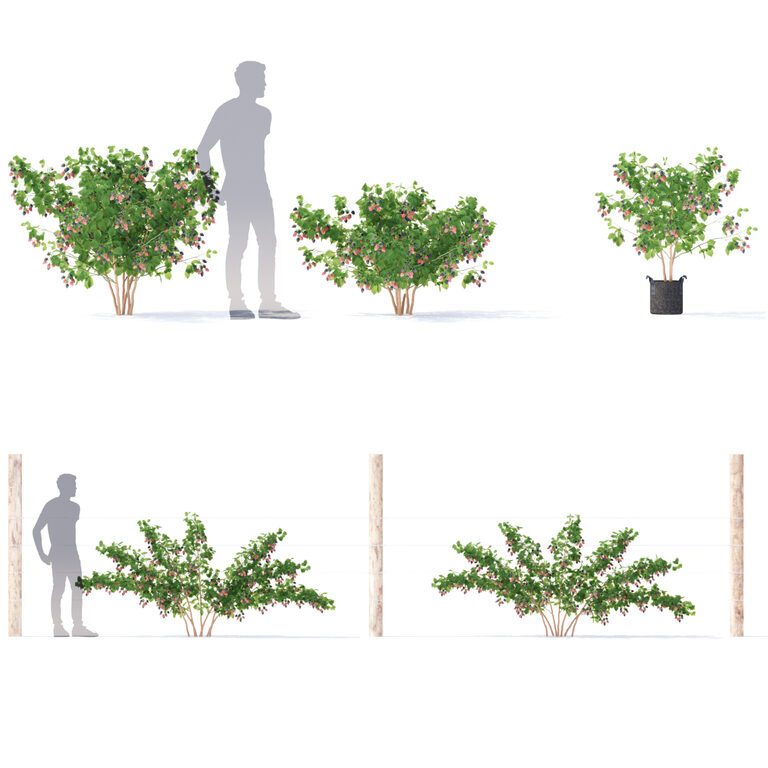 Blackberry bushes (158833) 3D model - Download 3D model Blackberry ...