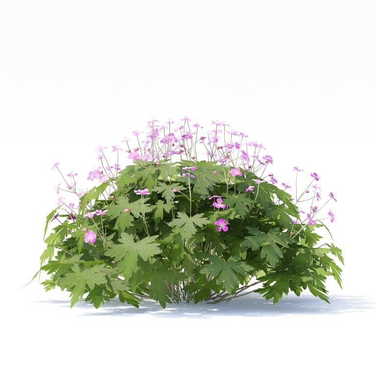 Geranium macrorrhizum (158834) 3D model - Download 3D model Geranium ...