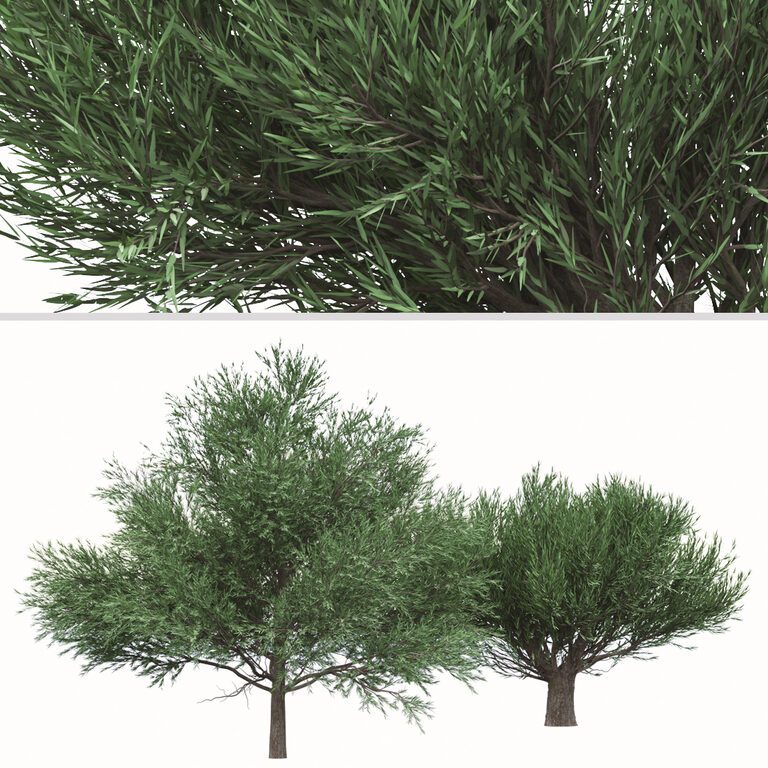 Set of Melaleuca Bracteata Trees (Black tea-tree) (2 Trees) (159875) 3D ...