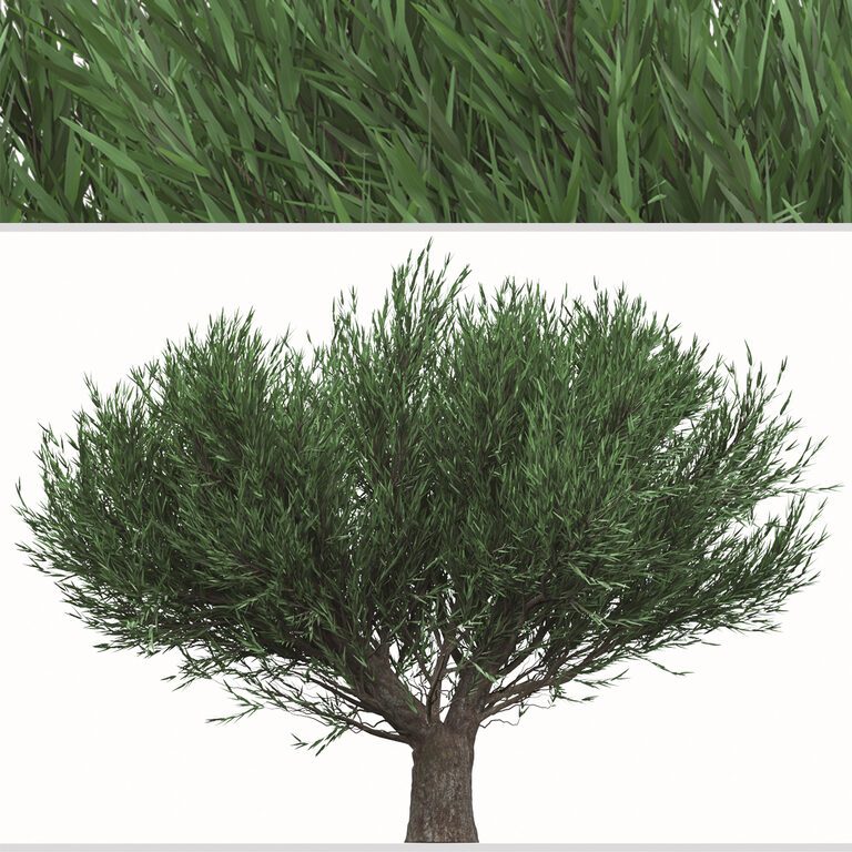 Set of Melaleuca Bracteata Trees (Black tea-tree) (2 Trees) (159875) 3D ...