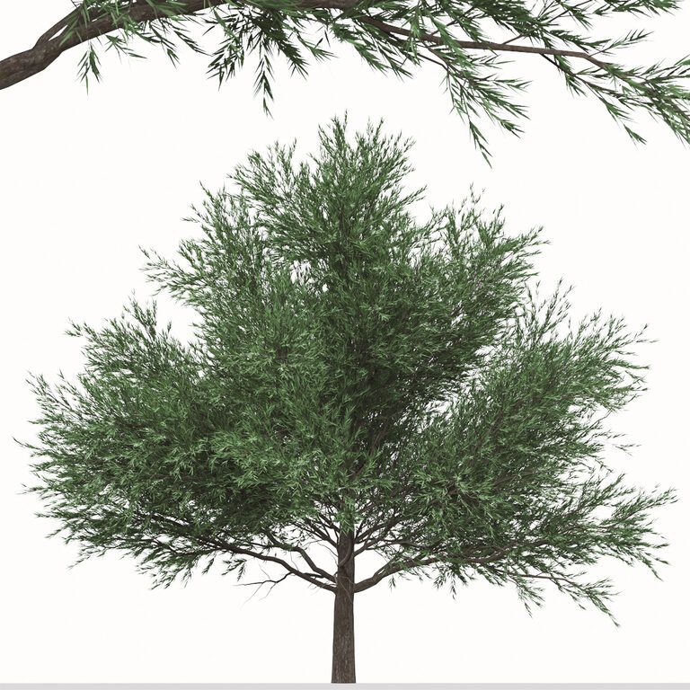 Set of Melaleuca Bracteata Trees (Black tea-tree) (2 Trees) (159875) 3D ...