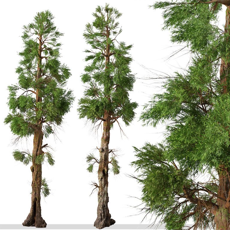 Set of Giant sequoia Tree (Sequoiadendron Giganteum) (2 Trees) (168565 ...