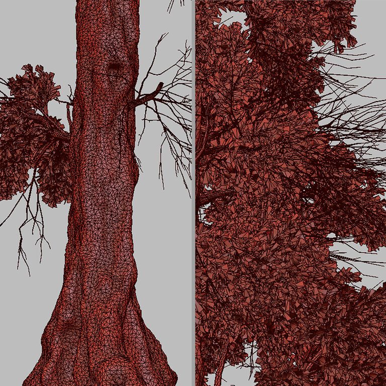 Set of Giant sequoia Tree (Sequoiadendron Giganteum) (2 Trees) (168565 ...