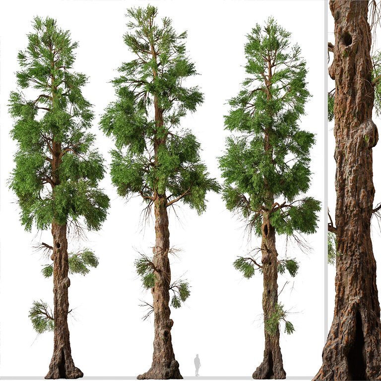 Set of Giant sequoia Tree (Sequoiadendron Giganteum) (2 Trees) (168565 ...