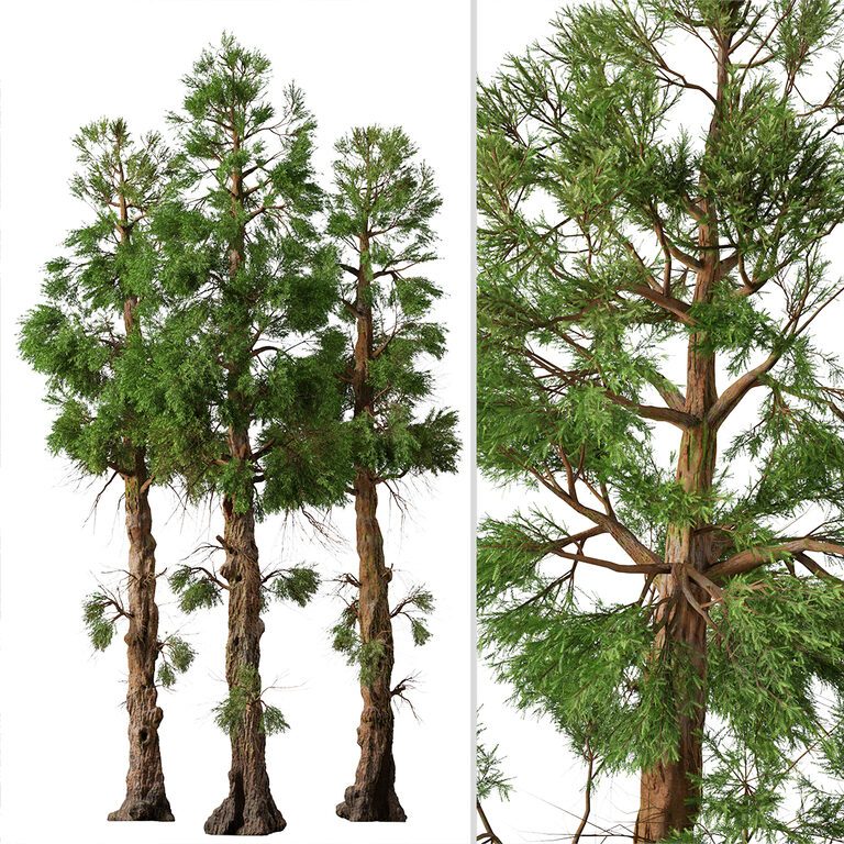 Set of Giant sequoia Tree (Sequoiadendron Giganteum) (2 Trees) (168565 ...