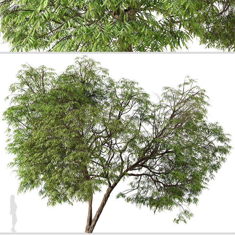 Set of Brazilian Pepper Tree ( Schinus terebinthifolia ) (2 Trees ...