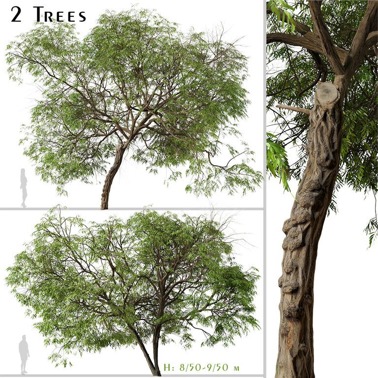 Set of Brazilian Pepper Tree ( Schinus terebinthifolia ) (2 Trees ...