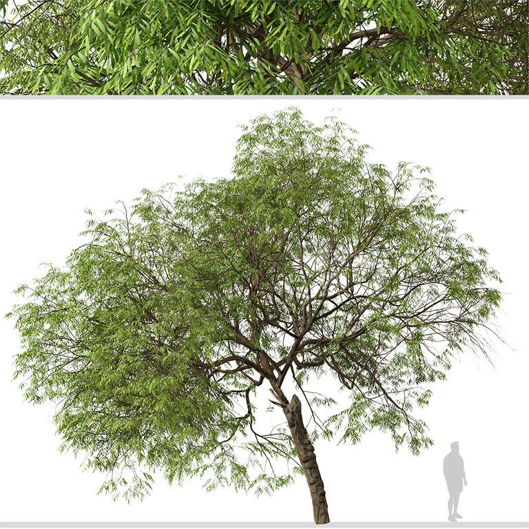 Set of Brazilian Pepper Tree ( Schinus terebinthifolia ) (2 Trees ...