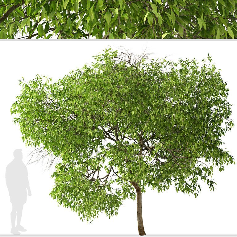 Set of Magnolia champaca Tree ( Champak ) (2 Trees) (181582) 3D model ...