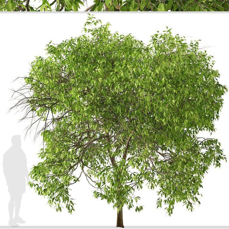Set of Magnolia champaca Tree ( Champak ) (2 Trees) (181582) 3D model ...