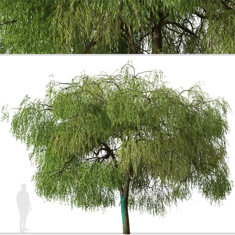 Set of Australian Willow Tree ( Geijera parviflora ) (2 Trees) (181640 ...
