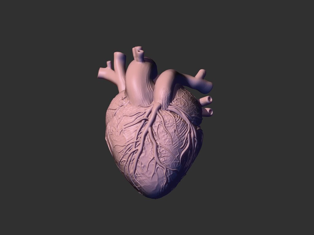 Circulatory System 3D models - Download 3D models | 3d-baza.com