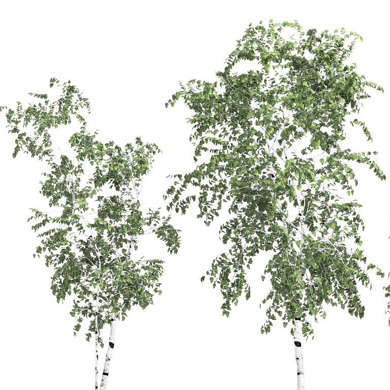 Birch tree set 9 (194015) 3D model - Download 3D model Birch tree set 9 ...