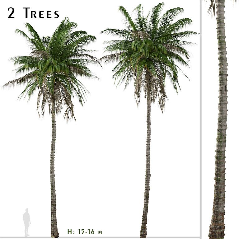 Set of Quindio wax palm Tree (Ceroxylon quindiuense) (2 Trees) (194050 ...