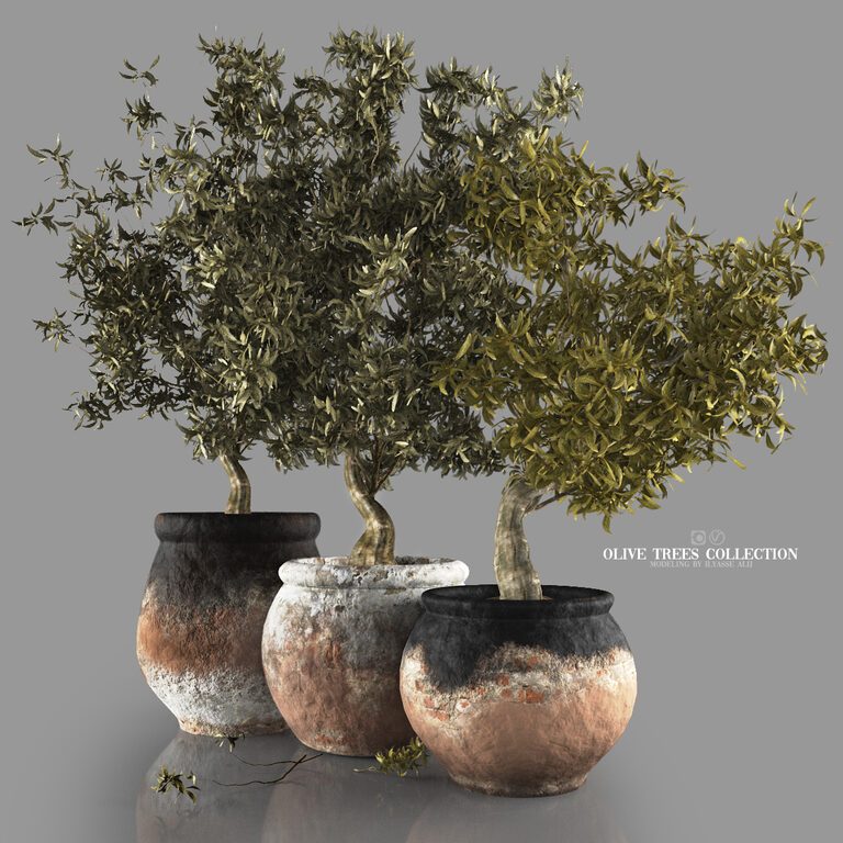 Olive Trees Collection (198595) 3D model - Download 3D model Olive ...