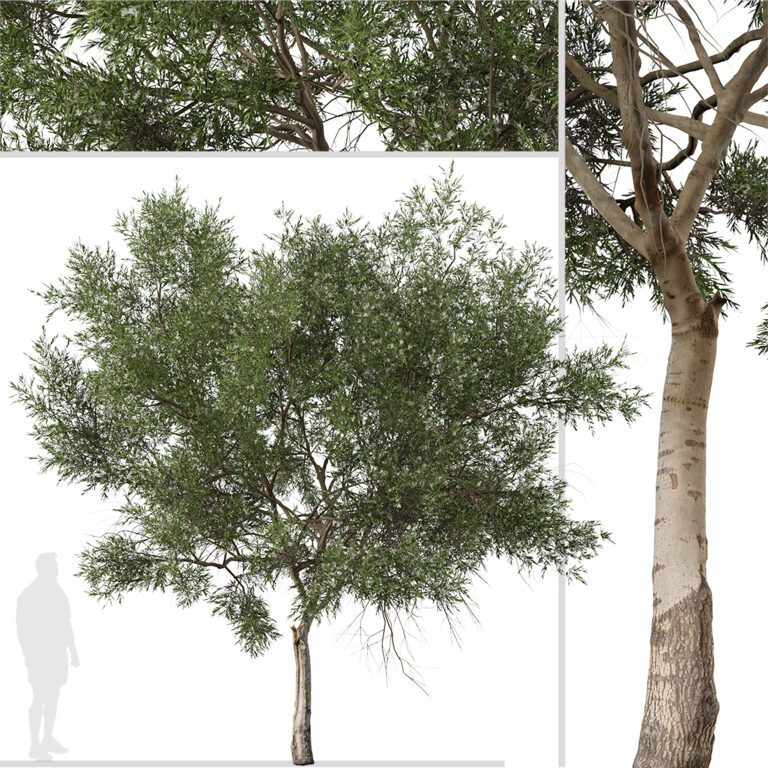 Set of Melaleuca ericifolia Tree (Swamp paperbark) (2 Trees) (198694 ...