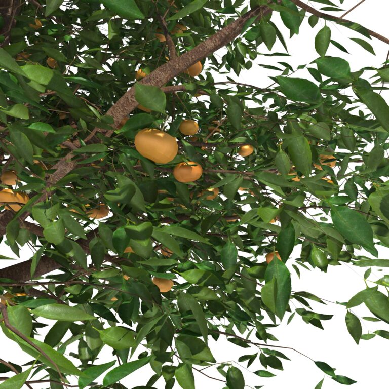 Mandarin tree (204937) 3D model - Download 3D model Mandarin tree ...