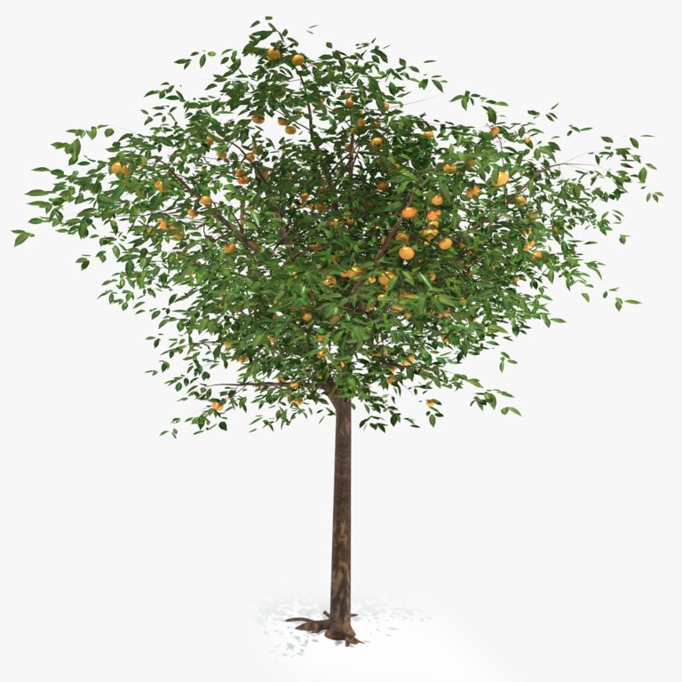 Mandarin tree (204937) 3D model - Download 3D model Mandarin tree ...