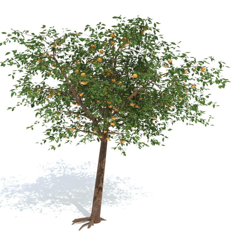 Mandarin tree (204937) 3D model - Download 3D model Mandarin tree ...