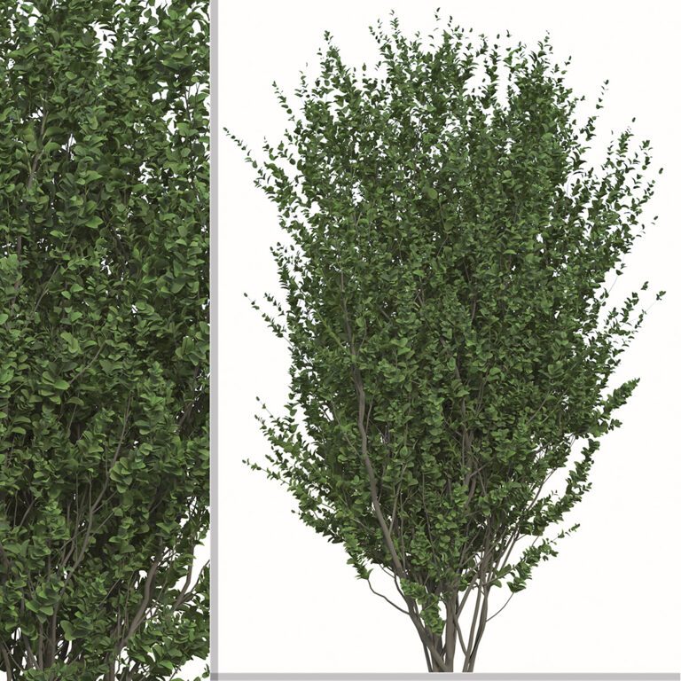 Set of Buxus sempervirens Shurb ( Boxwood ) (2 Shurbs) (220129) 3D ...