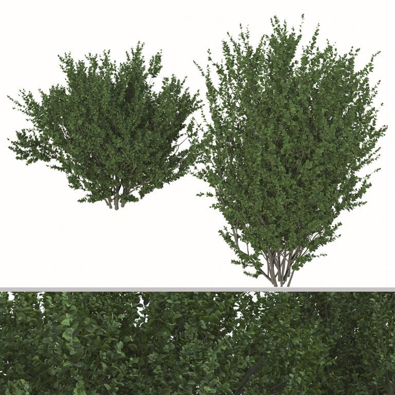 Set of Buxus sempervirens Shurb ( Boxwood ) (2 Shurbs) (220129) 3D ...