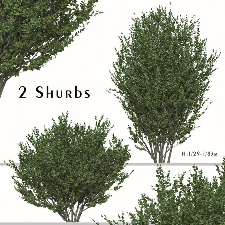 Set of Buxus sempervirens Shurb ( Boxwood ) (2 Shurbs) (220129) 3D ...