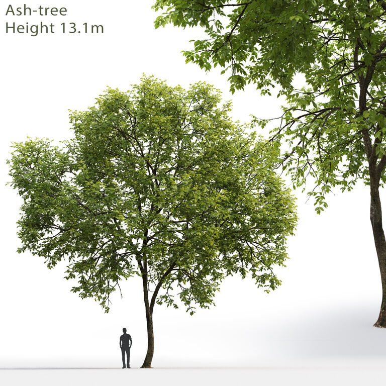 Ash Ash-tree # 1 (17.1m) (22380) 3D model - Download 3D model Ash Ash ...