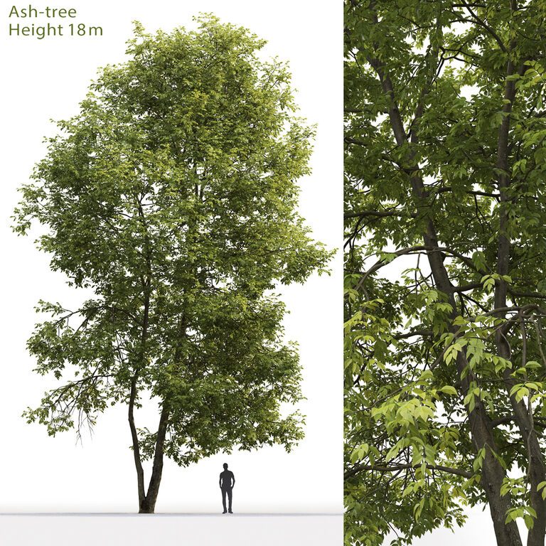 Ash-tree #4 (18m) (22385) 3D model - Download 3D model Ash-tree #4 (18m ...
