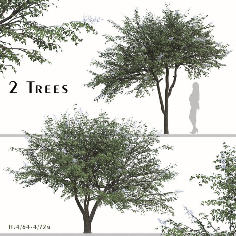 Set of Rhus chinensis Trees (Chinese sumac) (2 Trees) (245634) 3D model ...