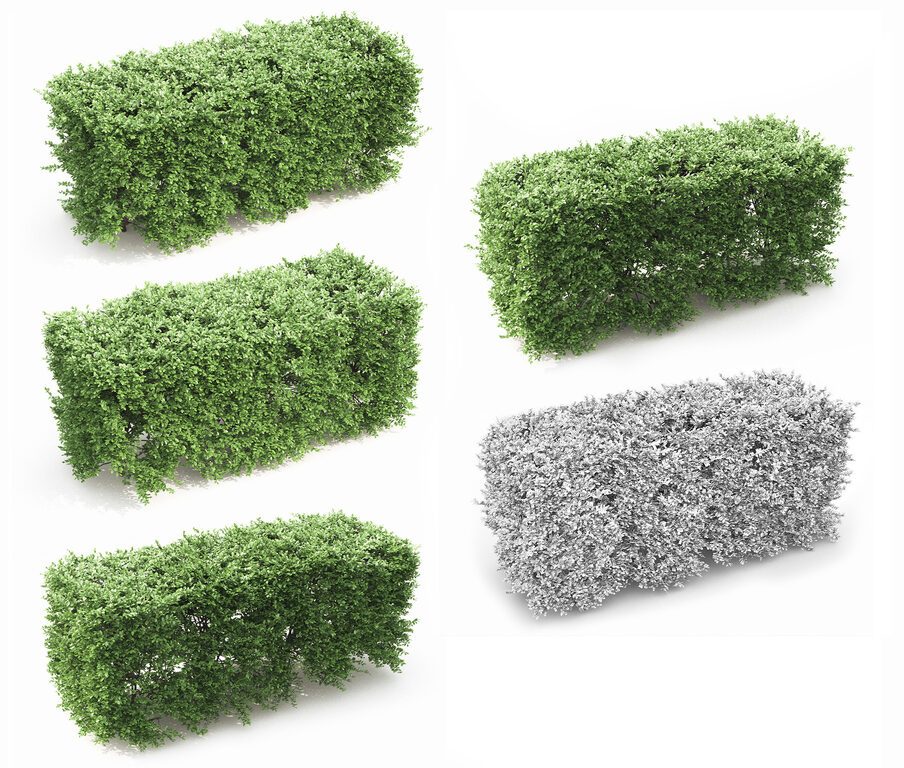 Boxwood Hedge | Buxus hedge # 1 (25008) 3D model - Download 3D model ...