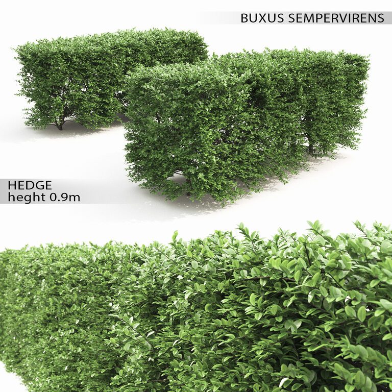 Boxwood Hedge | Buxus hedge # 1 (25008) 3D model - Download 3D model ...