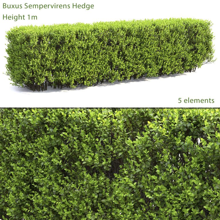 Boxwood hedge | Buxus hedge # 2 (25010) 3D model - Download 3D model ...