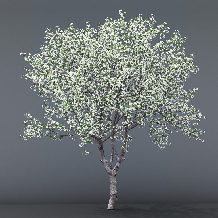 Cherry flowering #1 (25081) 3D model - Download 3D model Cherry ...