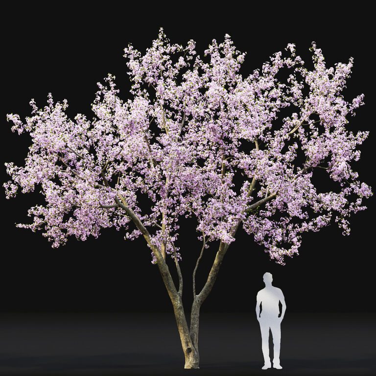 Cherry flowering #2 (25083) 3D model - Download 3D model Cherry ...
