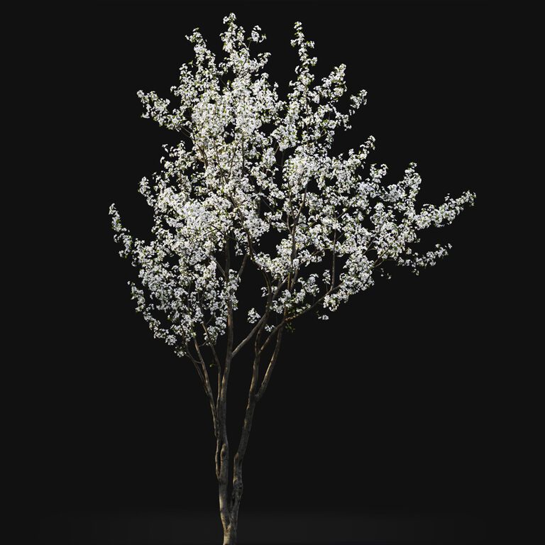 Cherry flowering # 3 (25084) 3D model - Download 3D model Cherry ...