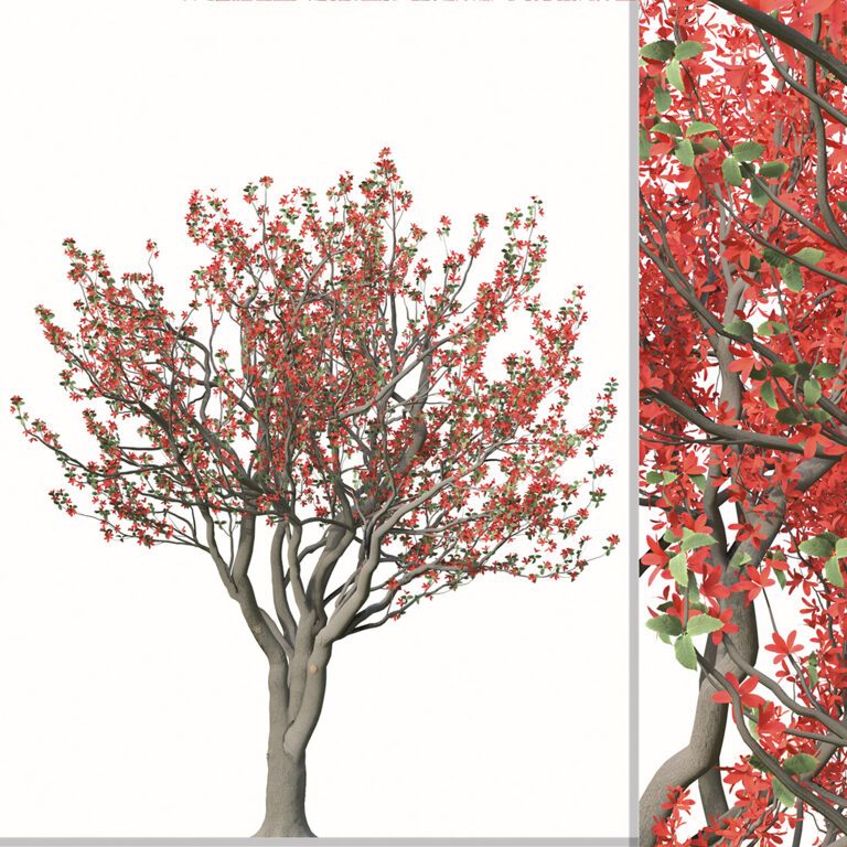 Set of Bombax ceiba Trees ( Cotton Tree ) ( 3 Trees ) (255824) 3D model ...