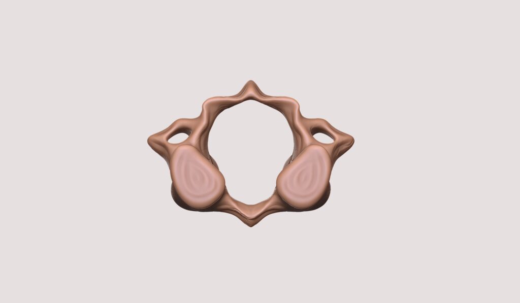 Anatomy 3d Models Download 3d Models 3d 2392