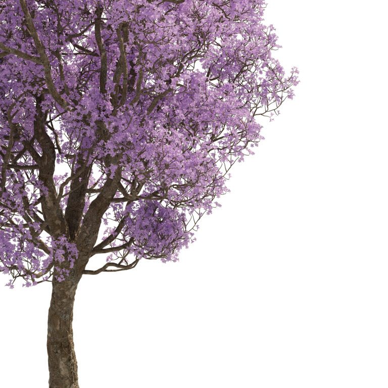 Spring Jacaranda Mimosifolia Tree (319865) 3D model - Download 3D model ...