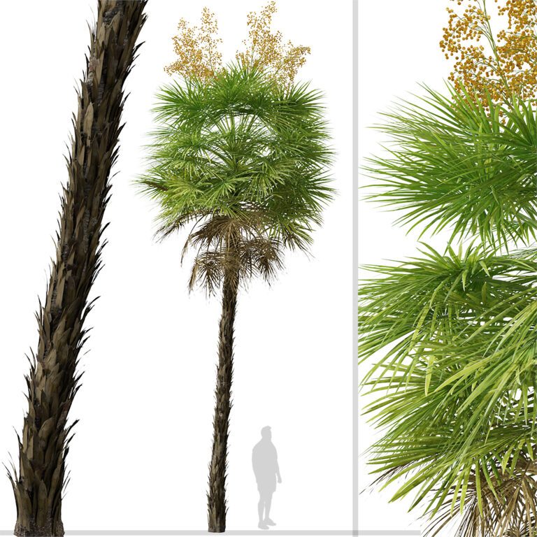 Set of Everglades palm Tree ( Acoelorrhaphe ) (2 Trees) (320504) 3D ...