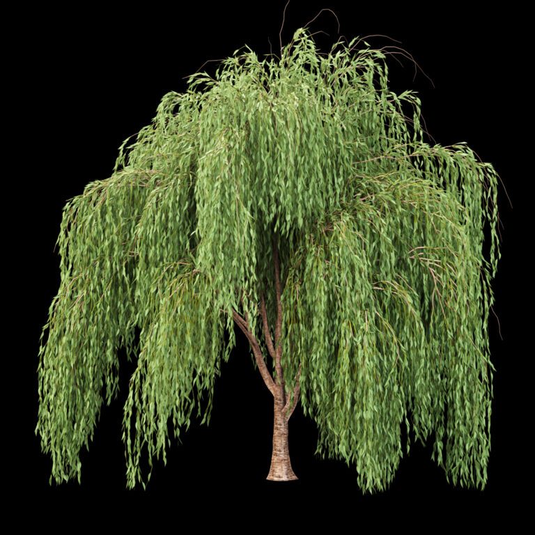 Collection willow trees vol 7 (320779) 3D model - Download 3D model ...