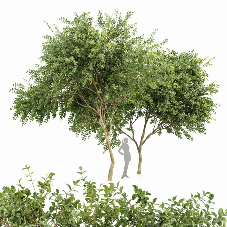 Michelia Champaca Tree (325840) 3D model - Download 3D model Michelia ...