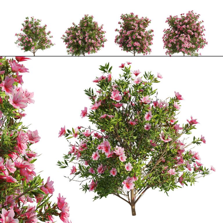 4 spring Azalea Flower Bush (325923) 3D model - Download 3D model 4 ...