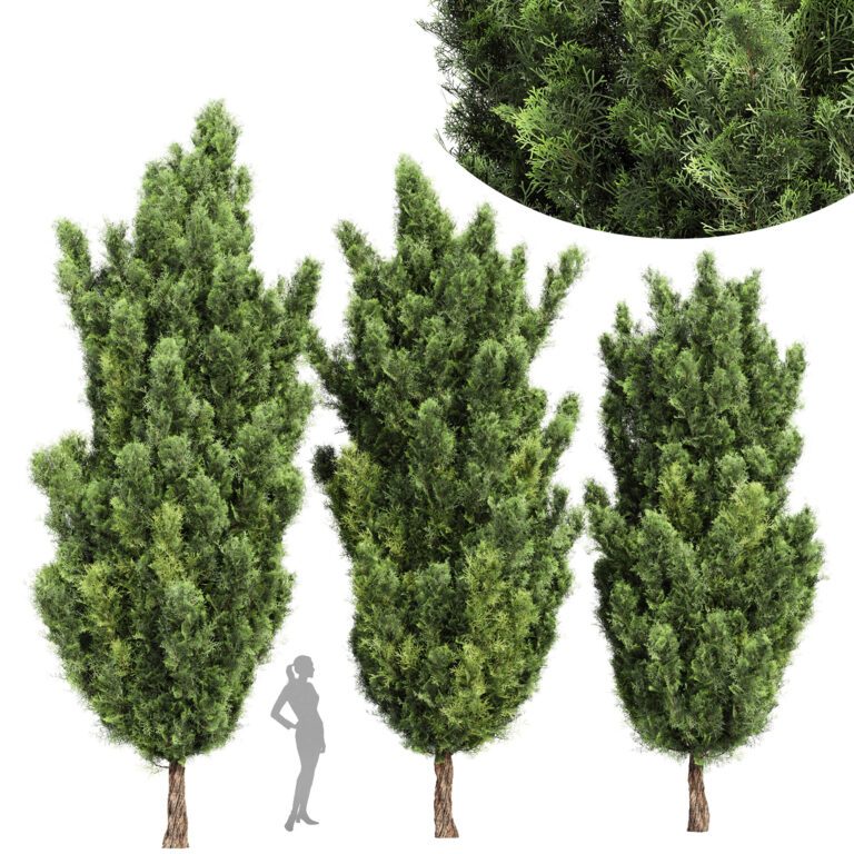 Italian Cypress High details 3Trees (328488) 3D model - Download 3D ...