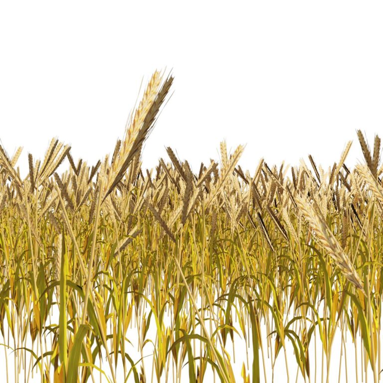 Golden wheat field (329859) 3D model - Download 3D model Golden wheat ...