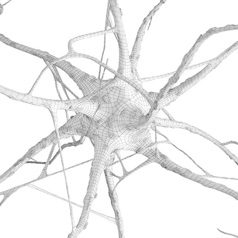 Nervous System 3D models - Download 3D models | 3d-baza.com
