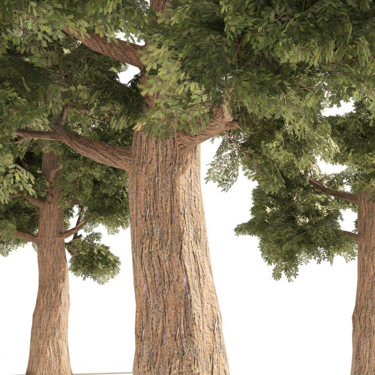 Small Redwoods trees (332007) 3D model - Download 3D model Small ...