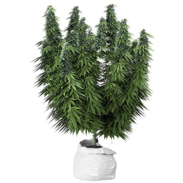 Flower pack 253 weed (332415) 3D model - Download 3D model Flower pack ...