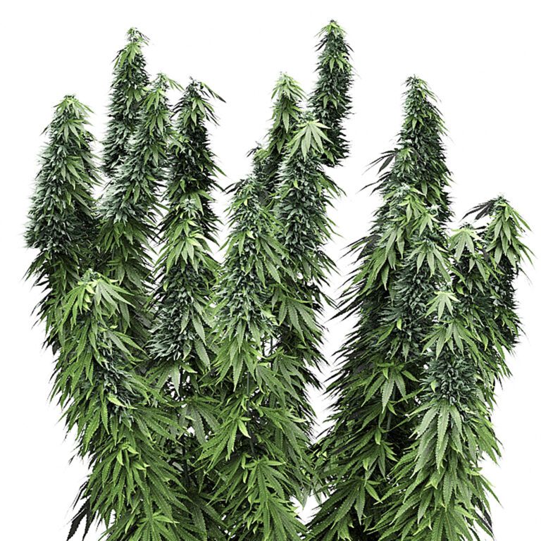 Plant 254 WEED (332420) 3D model - Download 3D model Plant 254 WEED ...