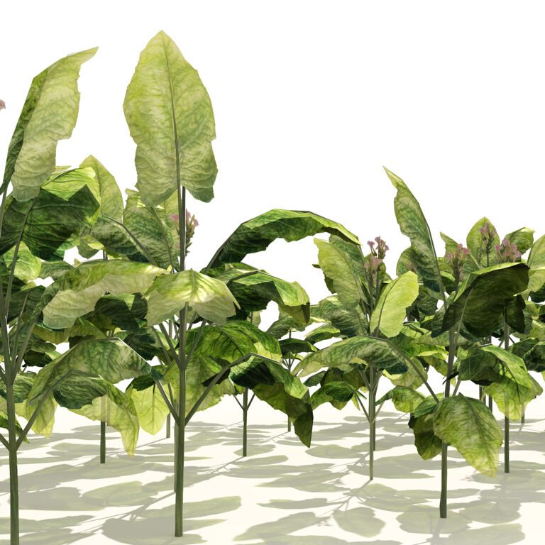 Tobacco Plants Field (333148) 3D model - Download 3D model Tobacco ...